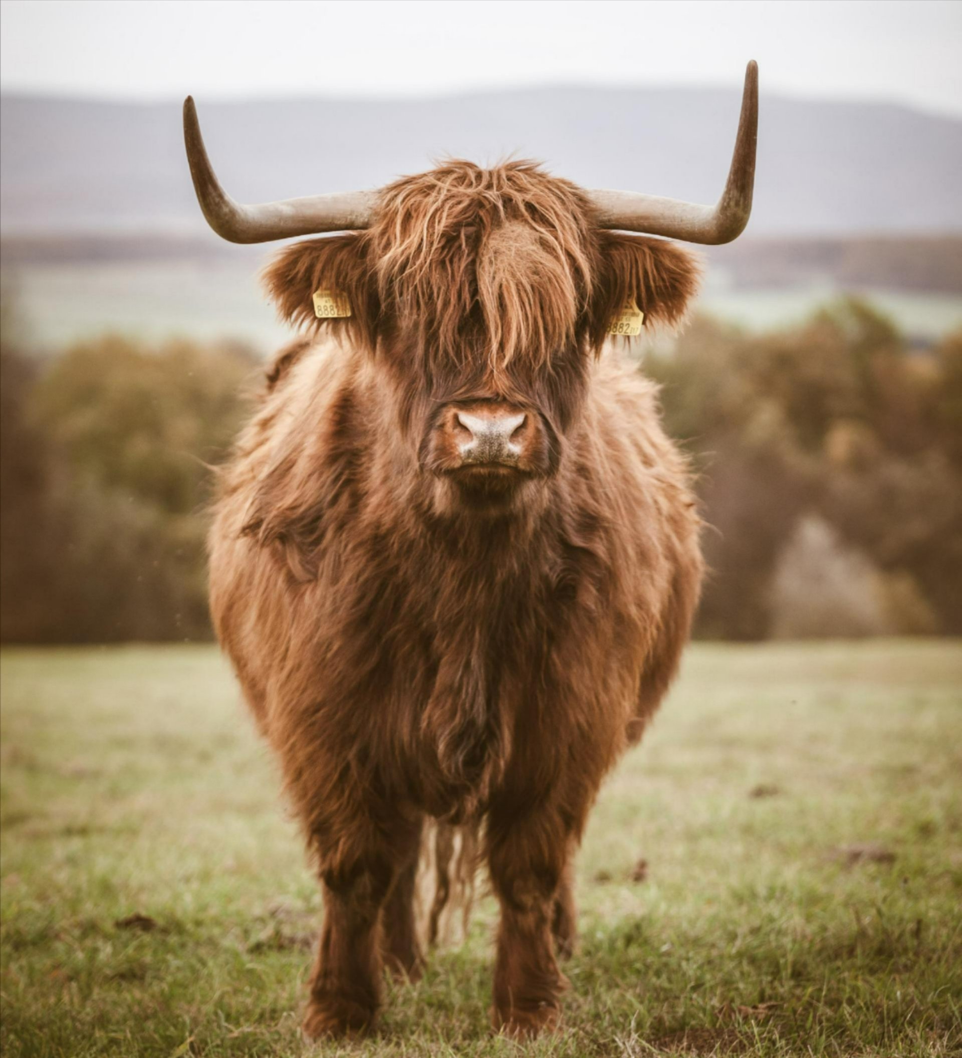 YAC is Back! | Homer Foundation